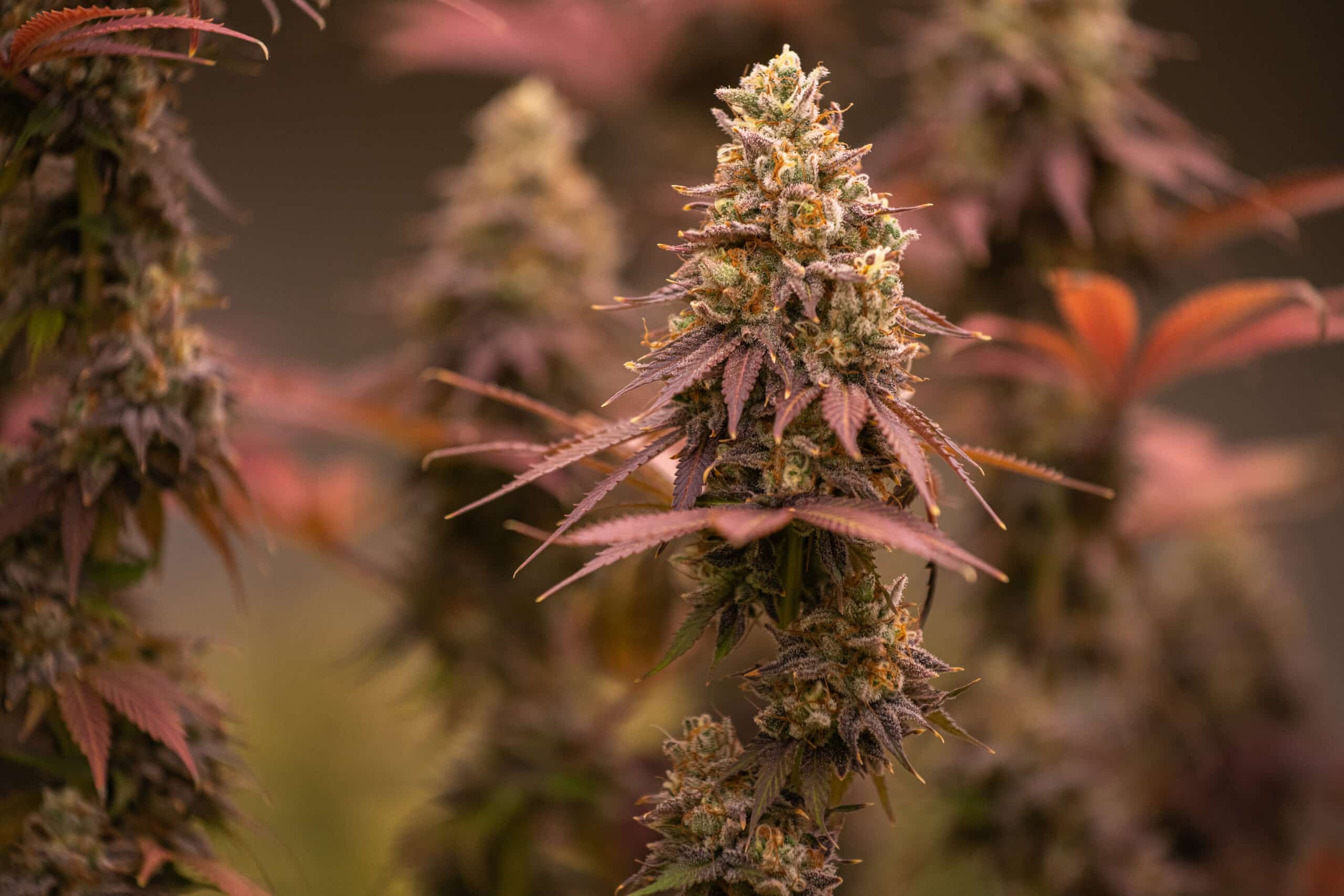 Sativa vs. Indica vs. Hybrid: History, Effects & How to Shop Smarter ...